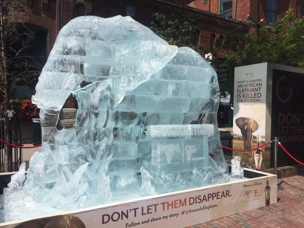 Amarula Summer Sampling Campaign & World Elephant Day